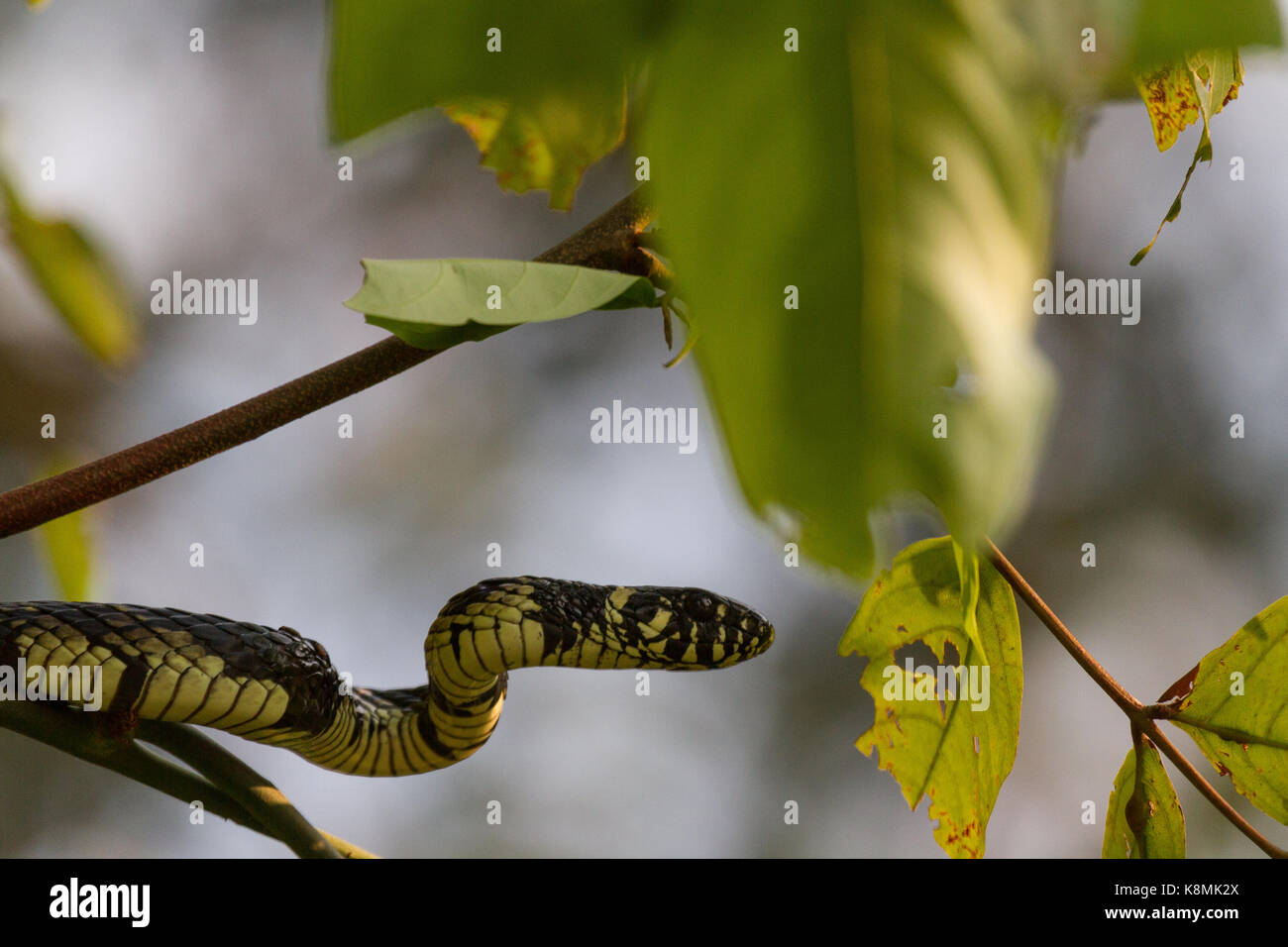 Tigre ratsnake spilotes pullatus -Fotos und -Bildmaterial in hoher ...