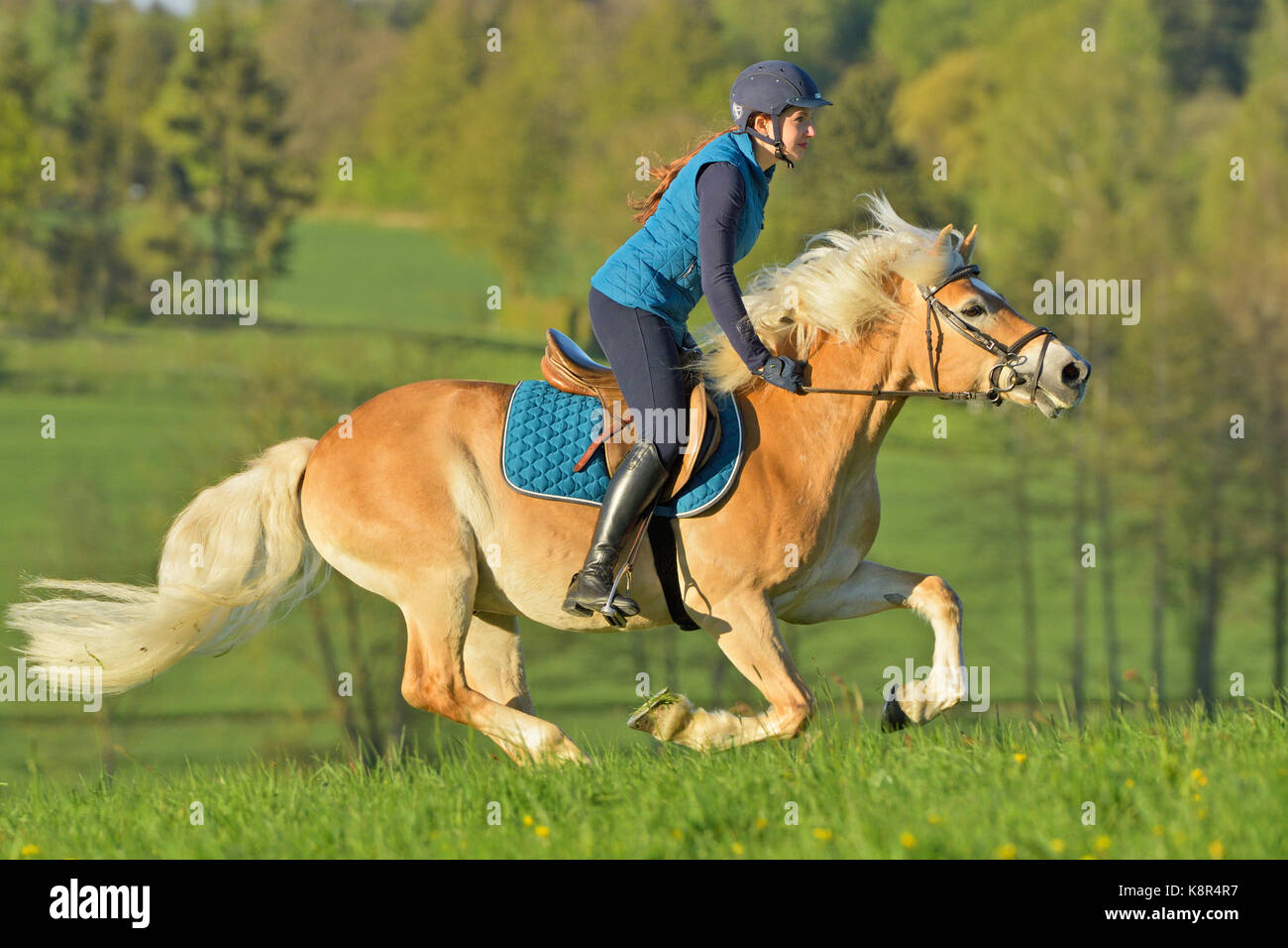 Pferd ponys pony galopp galoppierenden galopp galoppieren -Fotos und -Bildmaterial in hoher ...