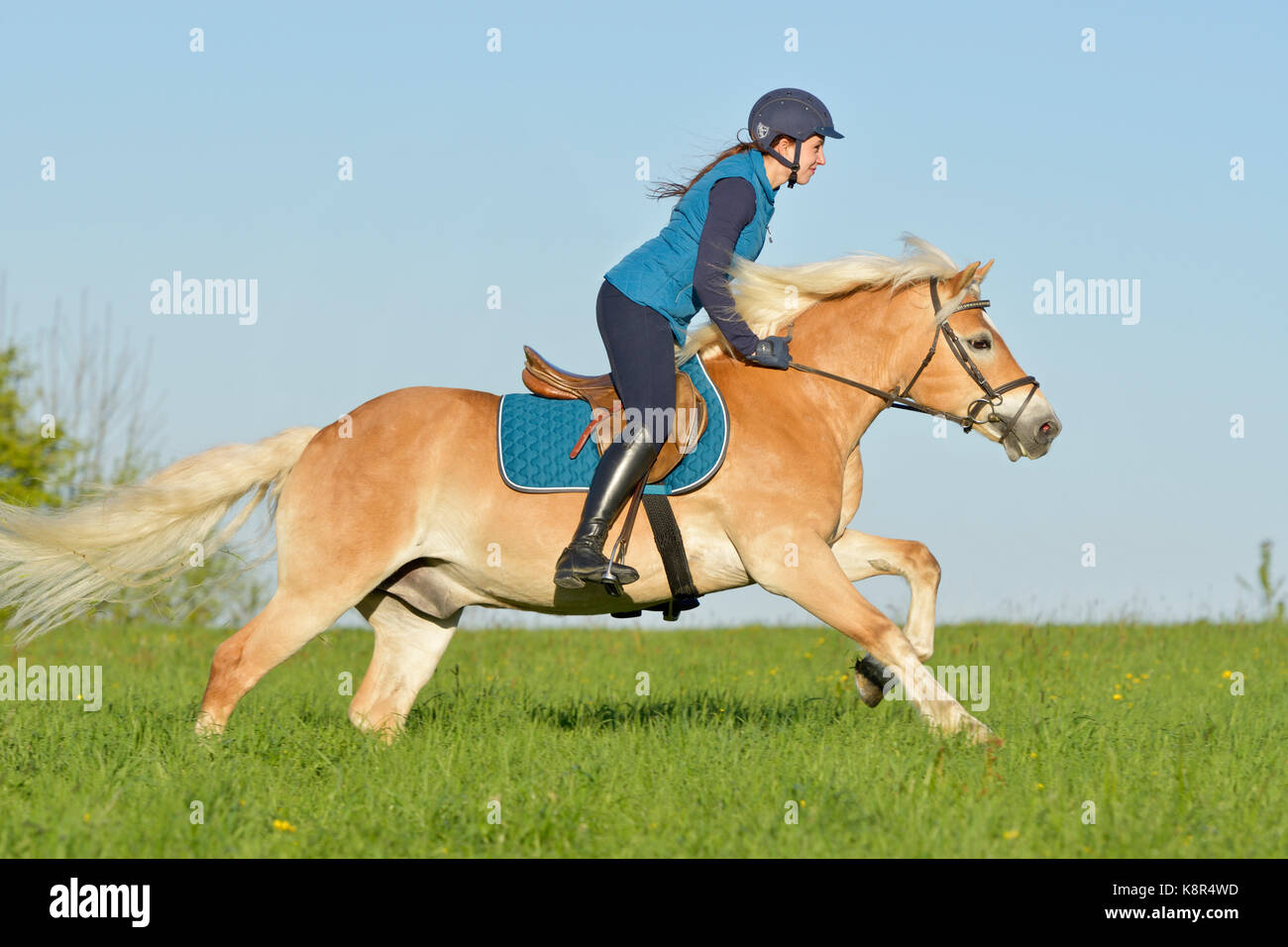 Pferd ponys pony galopp galoppierenden galopp galoppieren -Fotos und -Bildmaterial in hoher ...