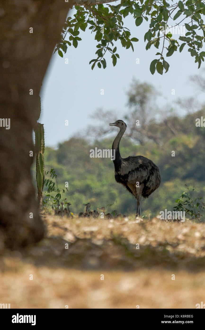 Cerrado Brazil Stockfotos und -bilder Kaufen - Alamy