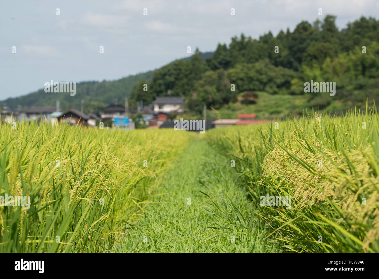 Japanese Rice Farm Stockfotos & Japanese Rice Farm Bilder - Alamy