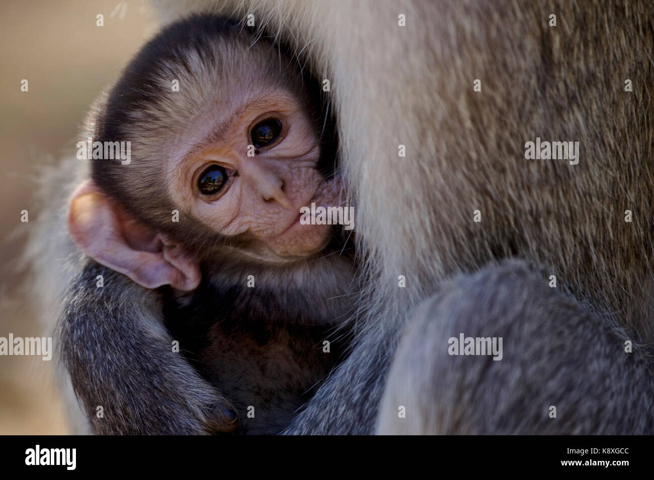 Affe Afrika Stockfotos und -bilder Kaufen - Alamy