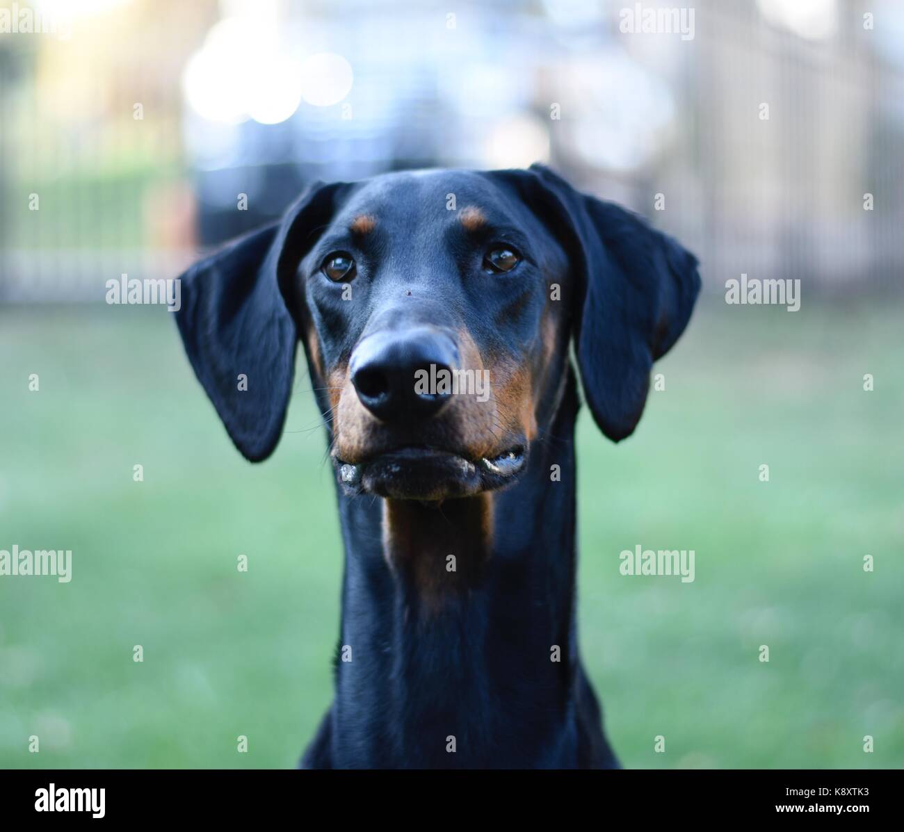 Louis dobermann -Fotos und -Bildmaterial in hoher Auflösung – Alamy