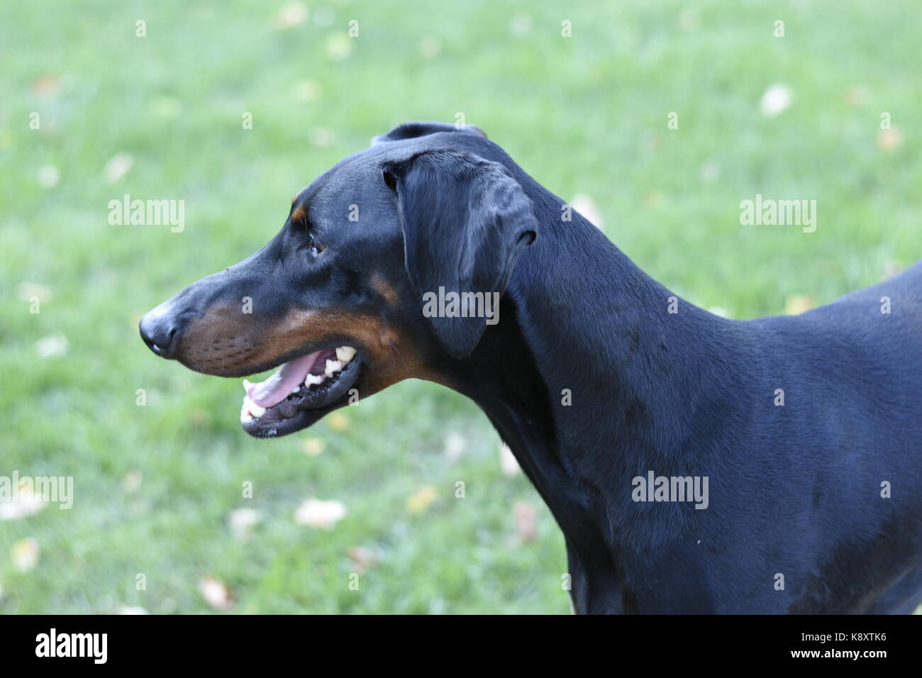 Louis Dobermann Stockfotos und -bilder Kaufen - Alamy