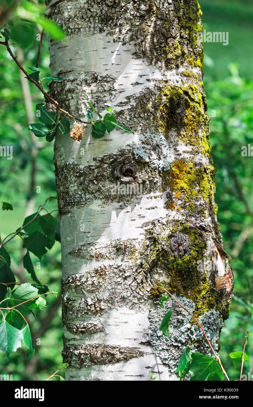 Birch texture -Fotos und -Bildmaterial in hoher Auflösung – Alamy