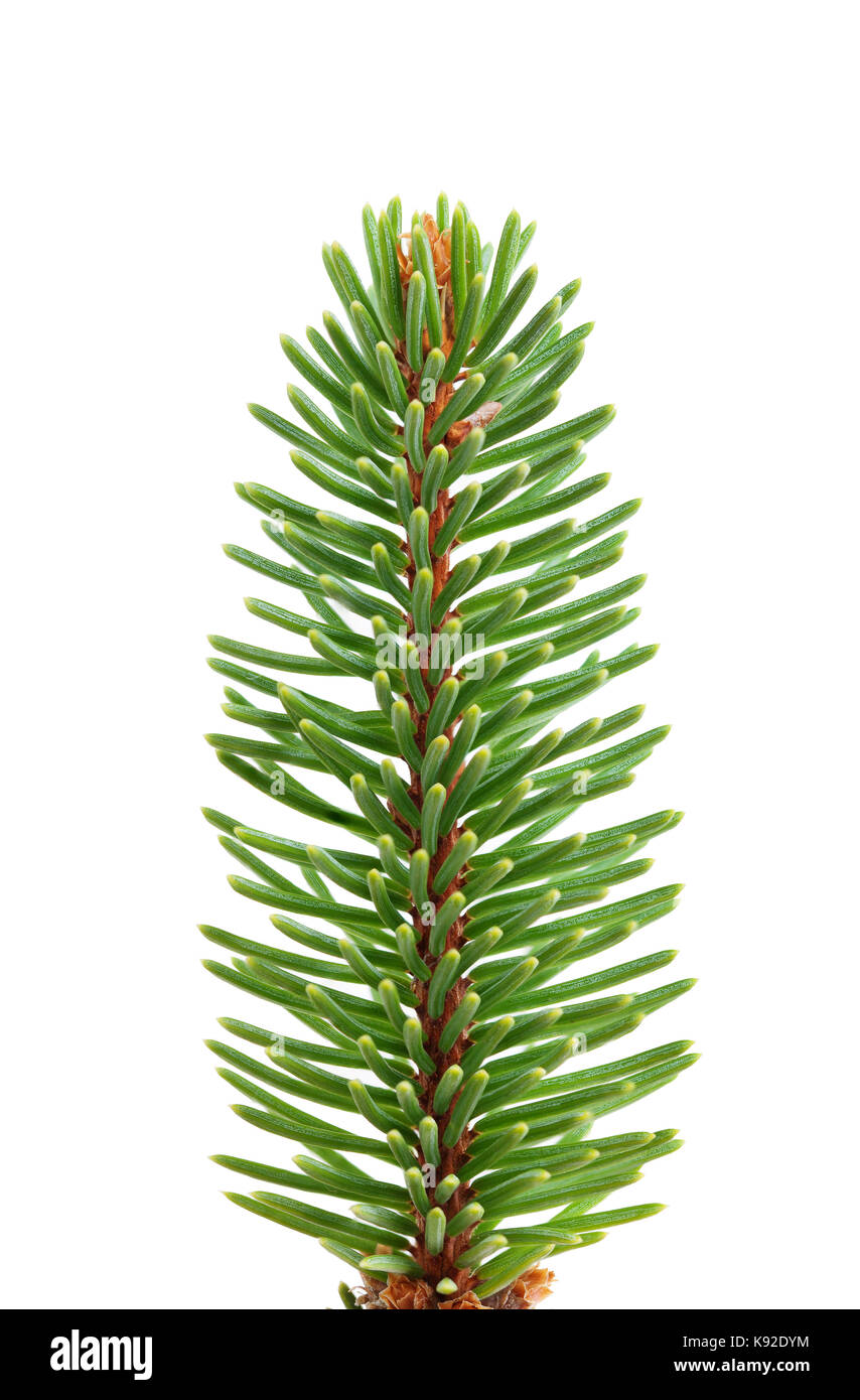 Tanne oder Fichte Zweig isoliert auf weißem Stockfotografie - Alamy