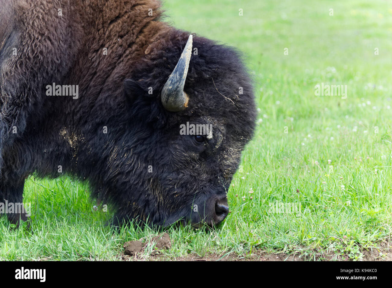 Bison braunes fell foto -Fotos und -Bildmaterial in hoher Auflösung – Alamy