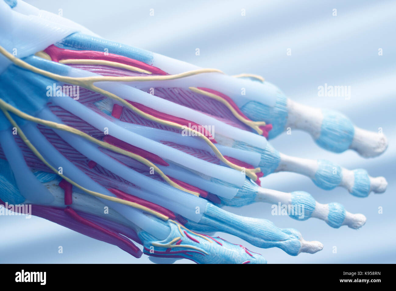 Fuß anatomie sehnen bänder -Fotos und -Bildmaterial in hoher Auflösung ...