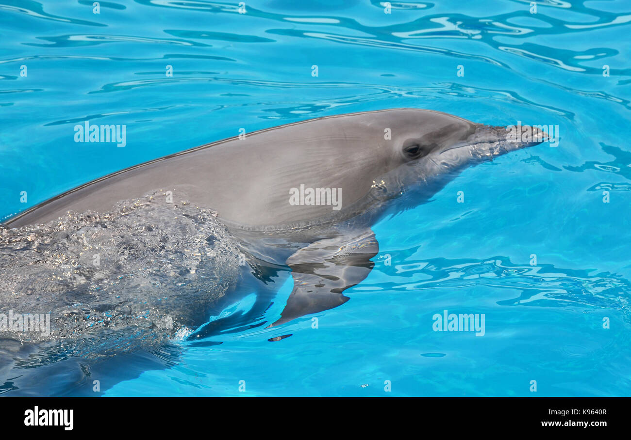 Art dolphin -Fotos und -Bildmaterial in hoher Auflösung – Alamy