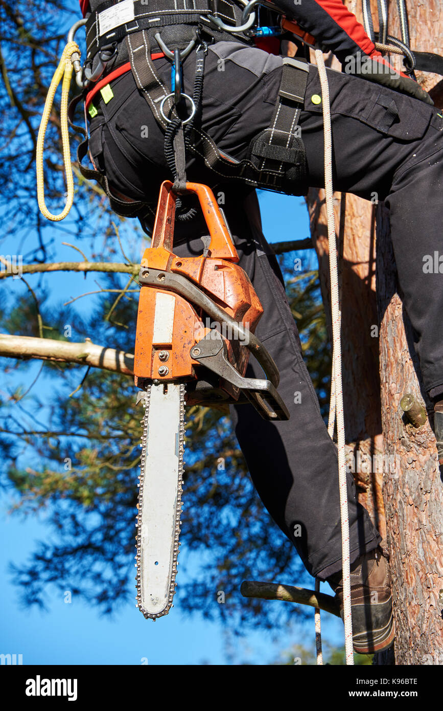 Holzfäller mit Säge und Kabelbaum auf einen Baum Stockfotografie - Alamy
