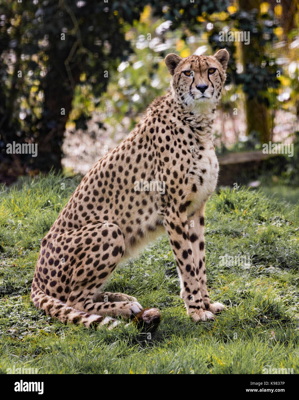 Gepard sitzend -Fotos und -Bildmaterial in hoher Auflösung – Alamy
