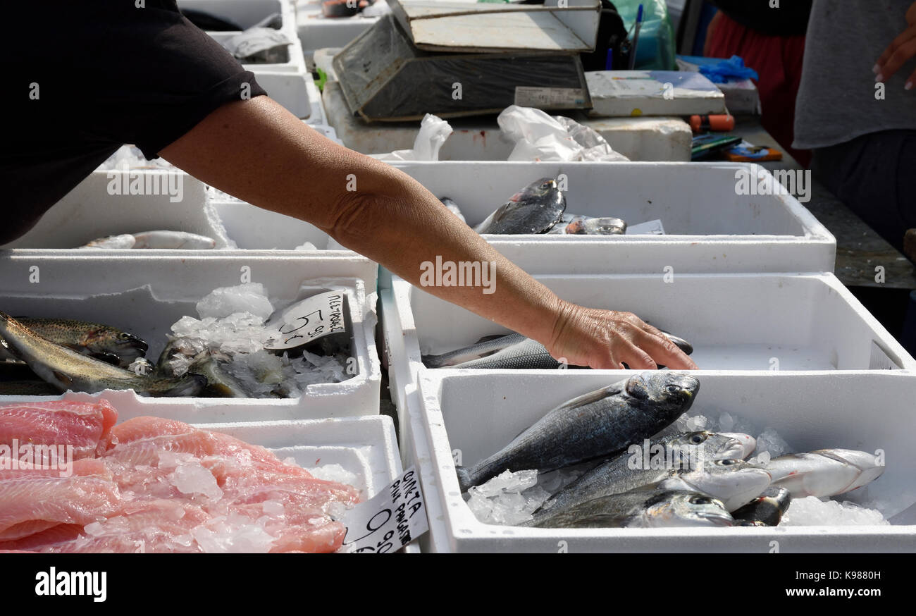 Fische sortieren -Fotos und -Bildmaterial in hoher Auflösung – Alamy