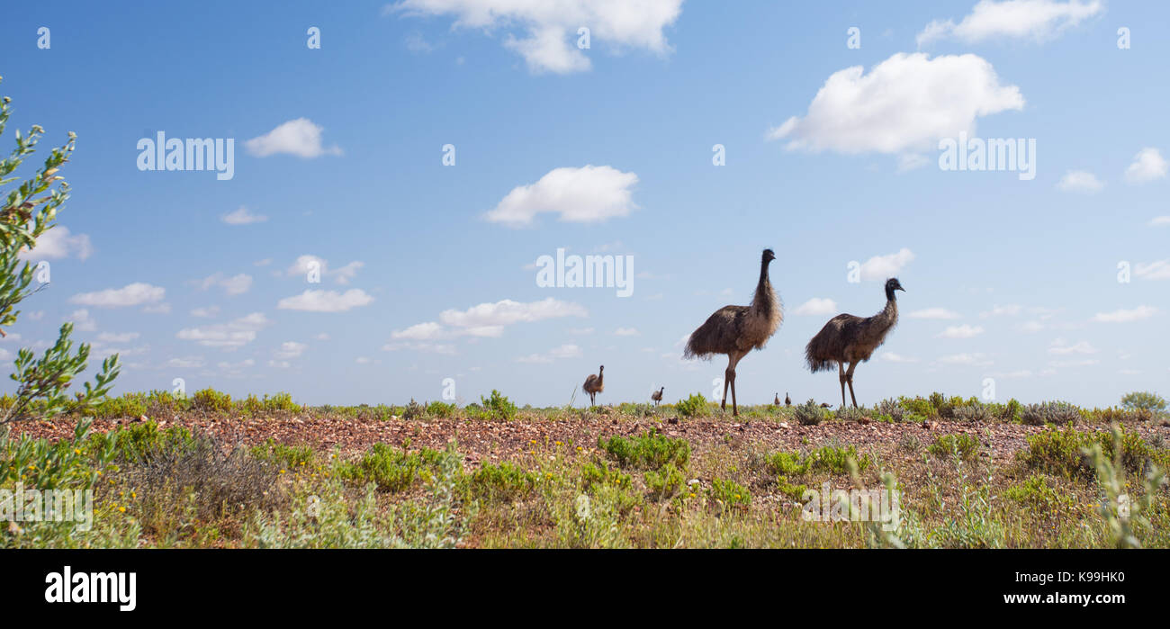 Emus im outback -Fotos und -Bildmaterial in hoher Auflösung – Alamy