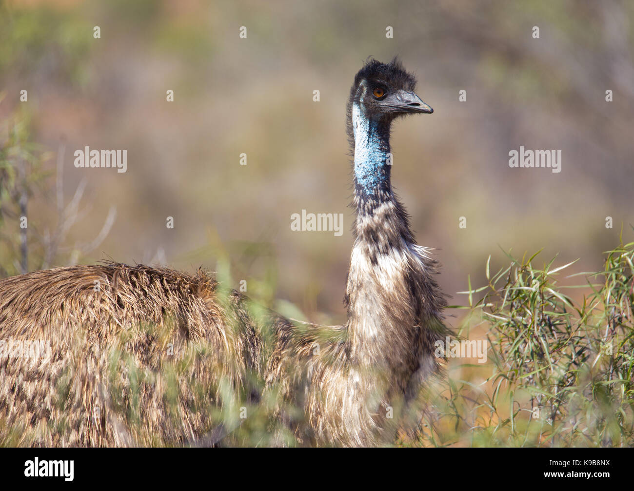Emu (Dromaius novaehollandiae) im Outback NSW, Australien ...
