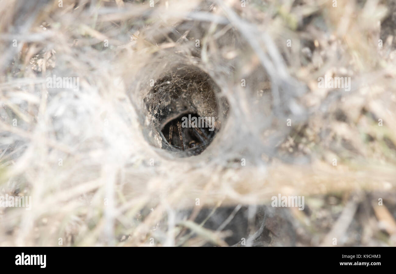 Trichternetz spinnen -Fotos und -Bildmaterial in hoher Auflösung – Alamy