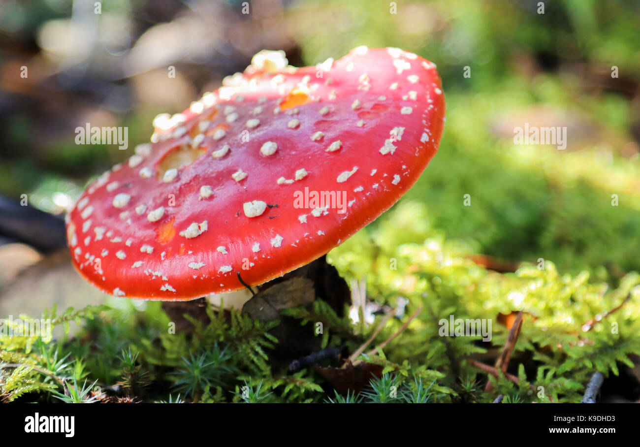 Giftiger pilz -Fotos und -Bildmaterial in hoher Auflösung – Alamy