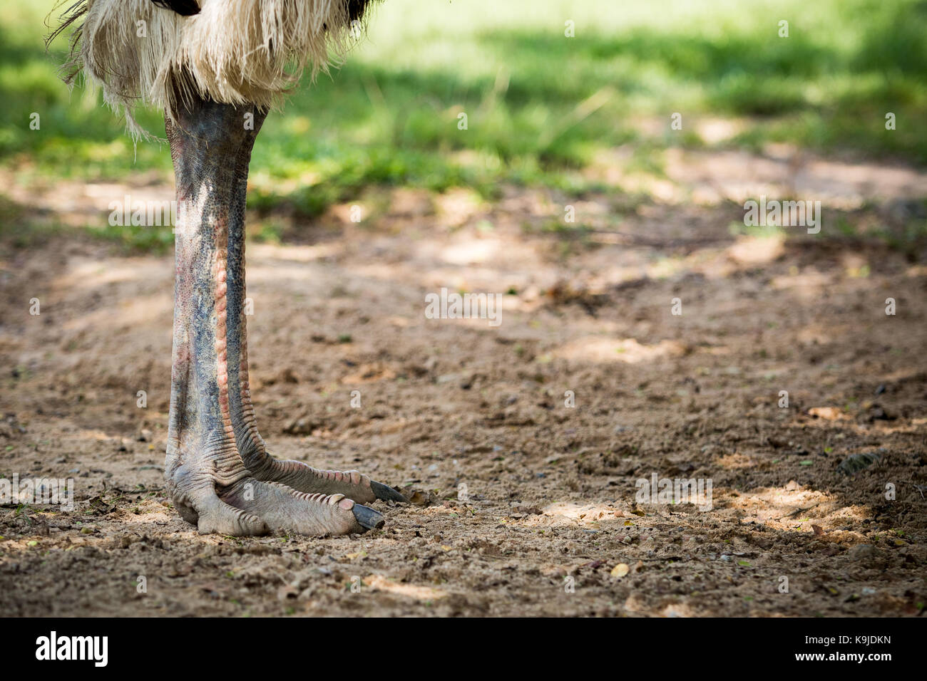 Straußen bein -Fotos und -Bildmaterial in hoher Auflösung – Alamy