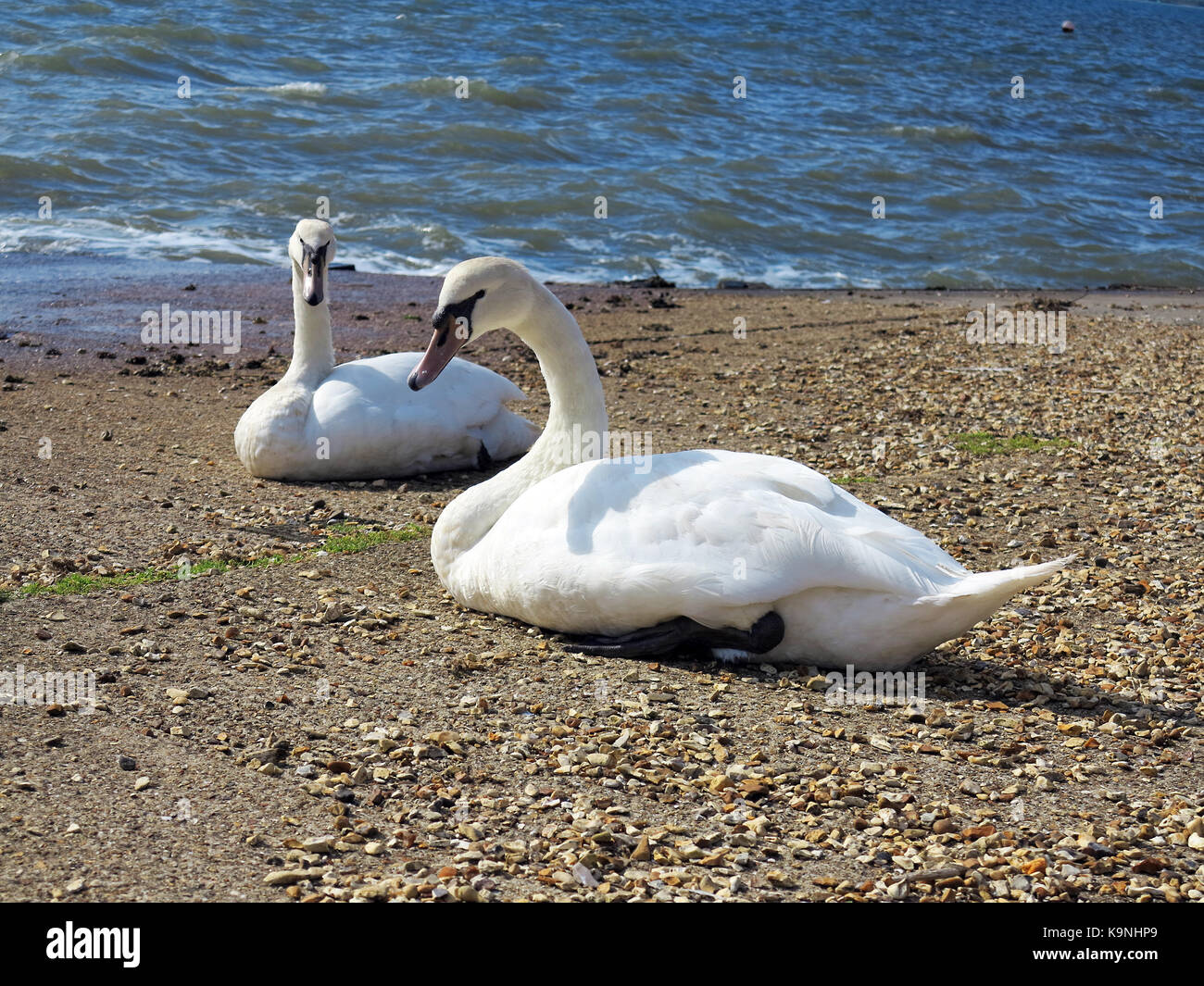 Netley strand -Fotos und -Bildmaterial in hoher Auflösung – Alamy