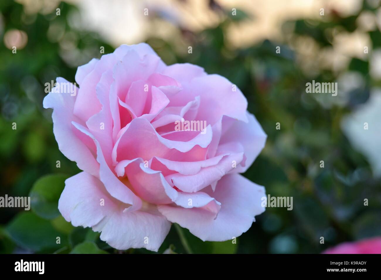 Rose seed -Fotos und -Bildmaterial in hoher Auflösung – Alamy