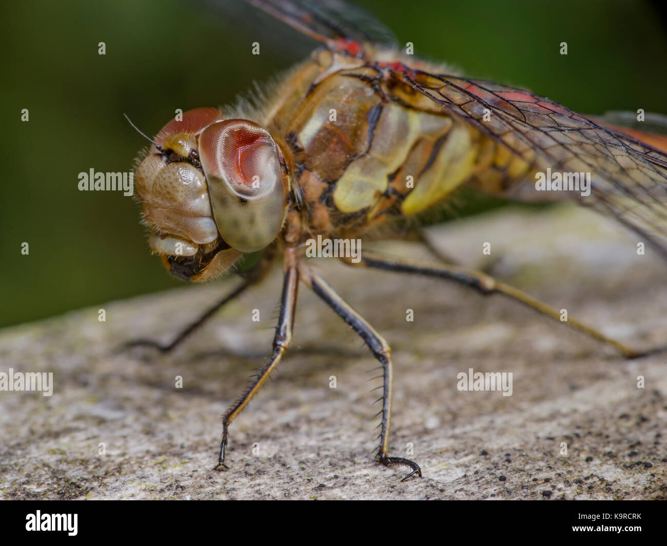 Braune facettenaugen -Fotos und -Bildmaterial in hoher Auflösung – Alamy