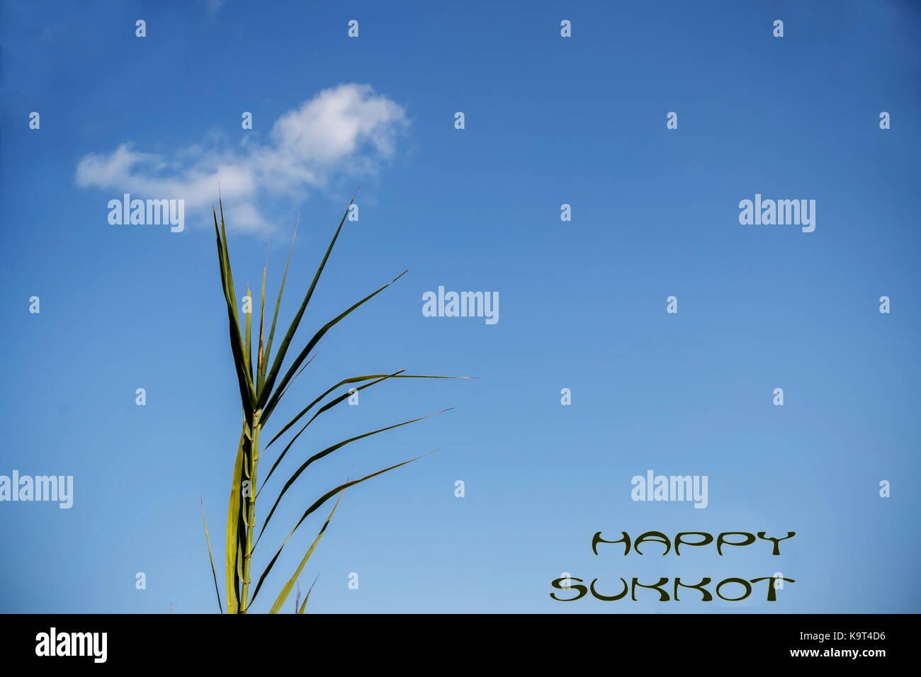 Feier sukkot -Fotos und -Bildmaterial in hoher Auflösung – Alamy