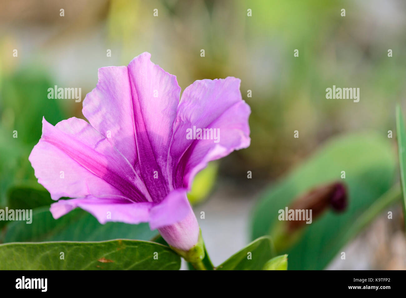 Ziegenfuss prunkwinde -Fotos und -Bildmaterial in hoher Auflösung – Alamy