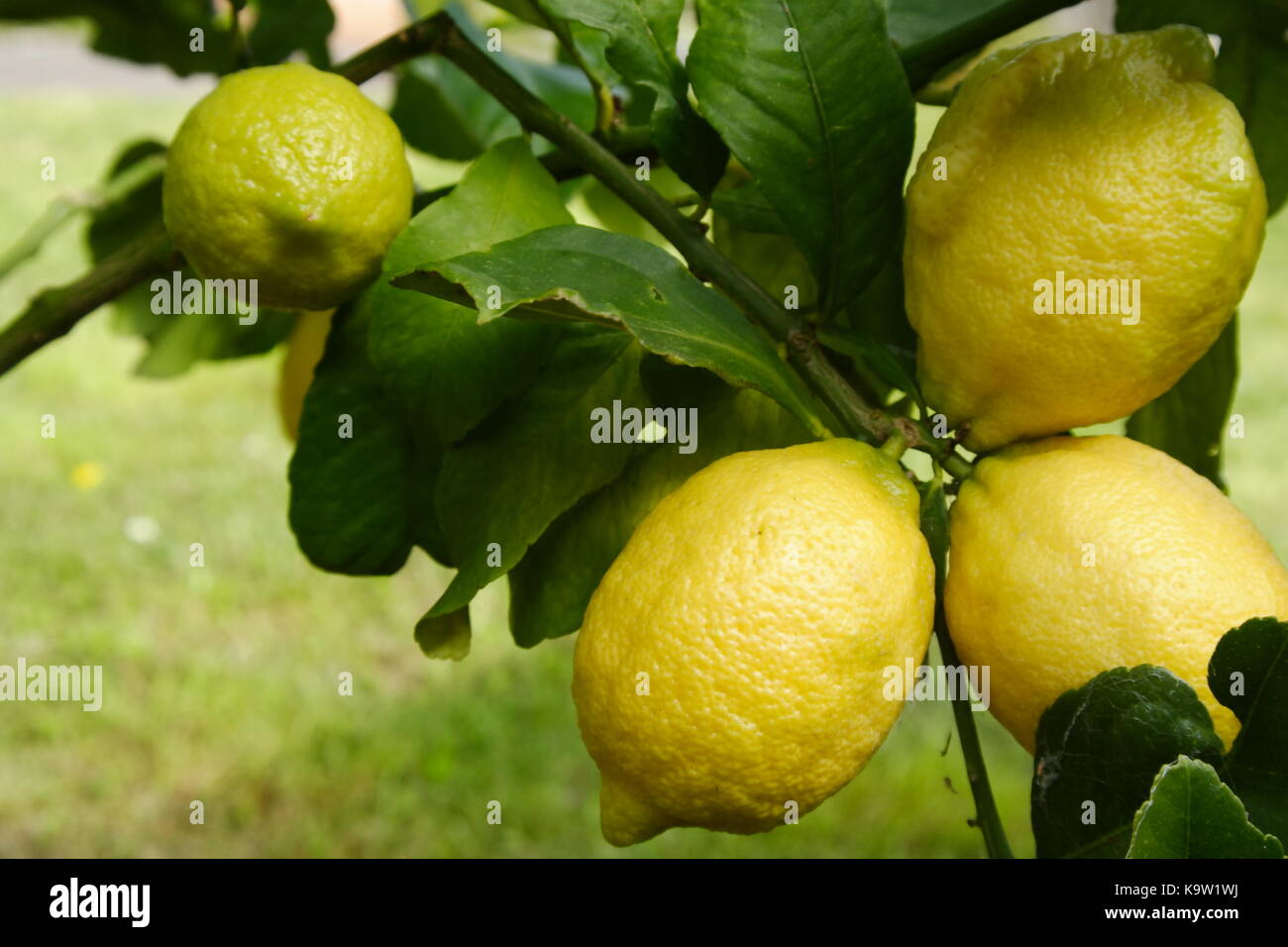 Zitrone eureka -Fotos und -Bildmaterial in hoher Auflösung – Alamy