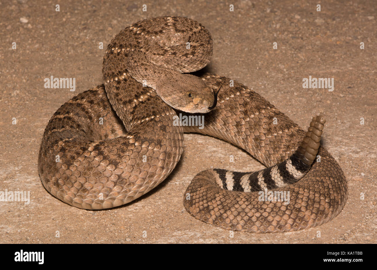 WESTERN Diamond-Backed Rattlesnake (Crotalus atrox) aus Pima County ...