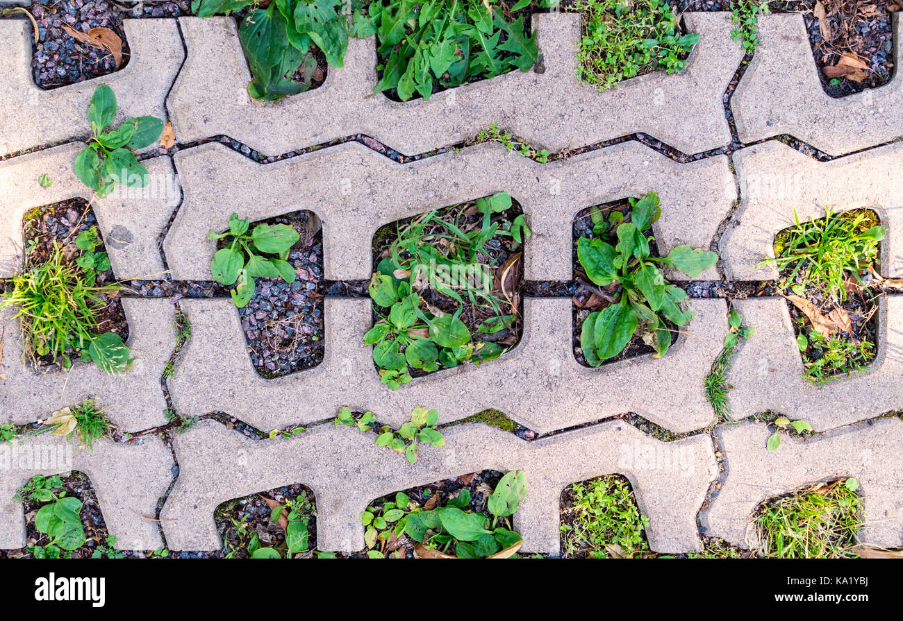 Grüne Gräser in die Löcher der Pflastersteine im Sommer. Hintergrund ...