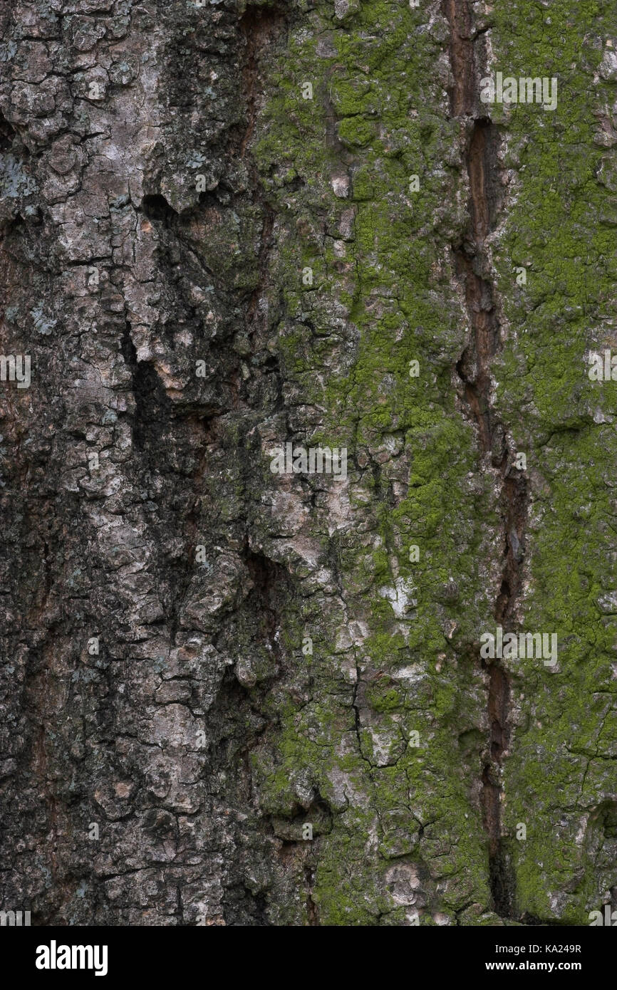 Rinde der gemeinen esche -Fotos und -Bildmaterial in hoher Auflösung ...
