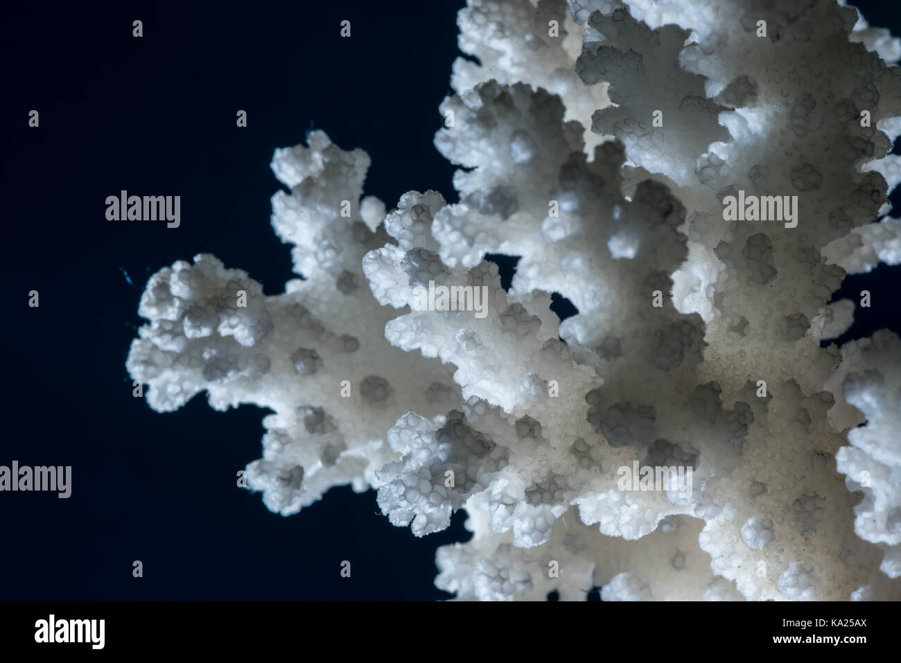 Cnidaria korallenkrebstiere -Fotos und -Bildmaterial in hoher Auflösung ...