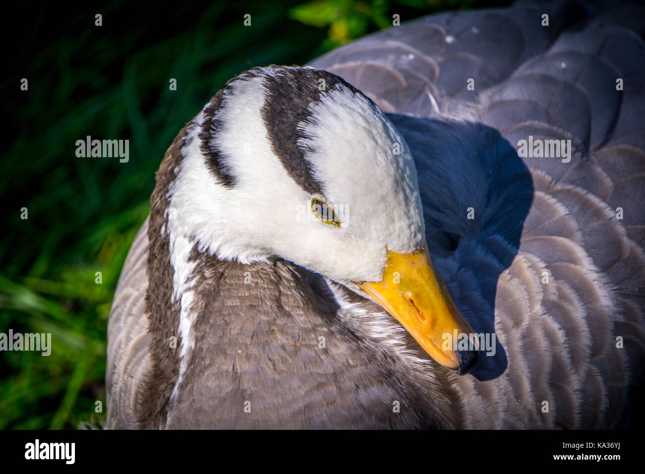 Schwarzes entenfutter -Fotos und -Bildmaterial in hoher Auflösung – Alamy