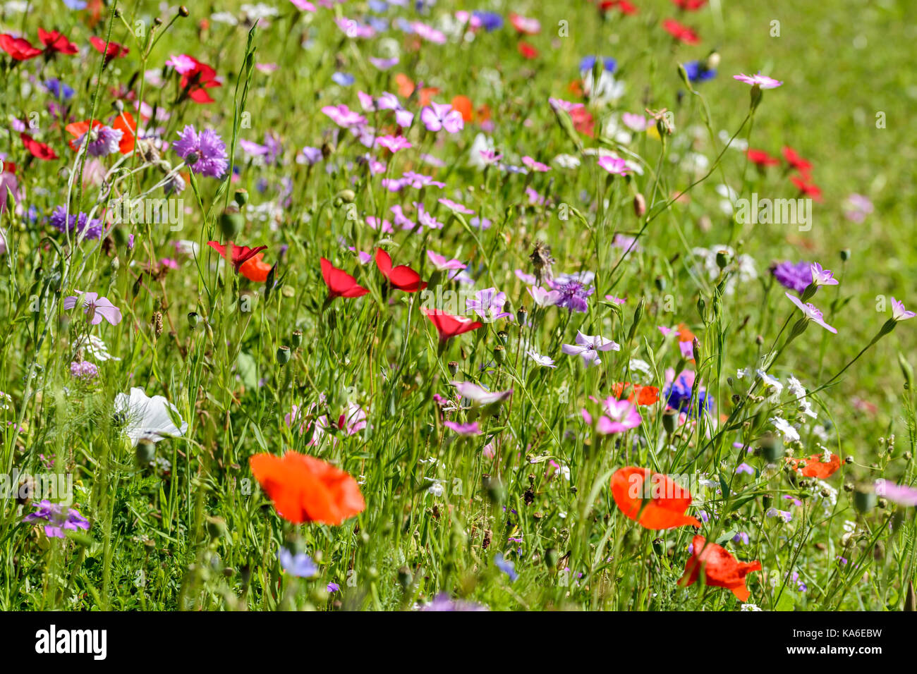 Wiesenblumen samen mix -Fotos und -Bildmaterial in hoher Auflösung – Alamy