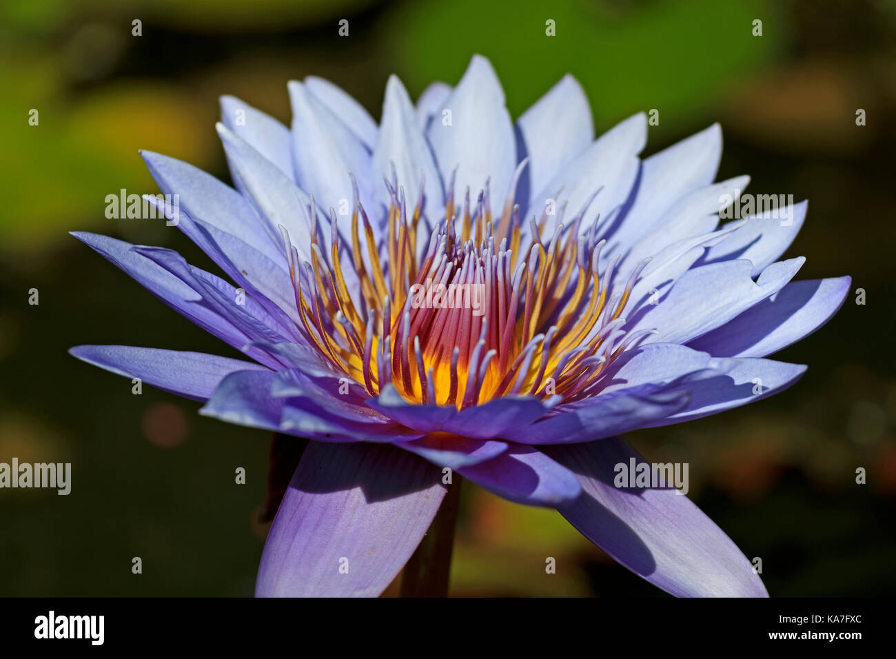 Nymphaea caerulea -Fotos und -Bildmaterial in hoher Auflösung – Alamy