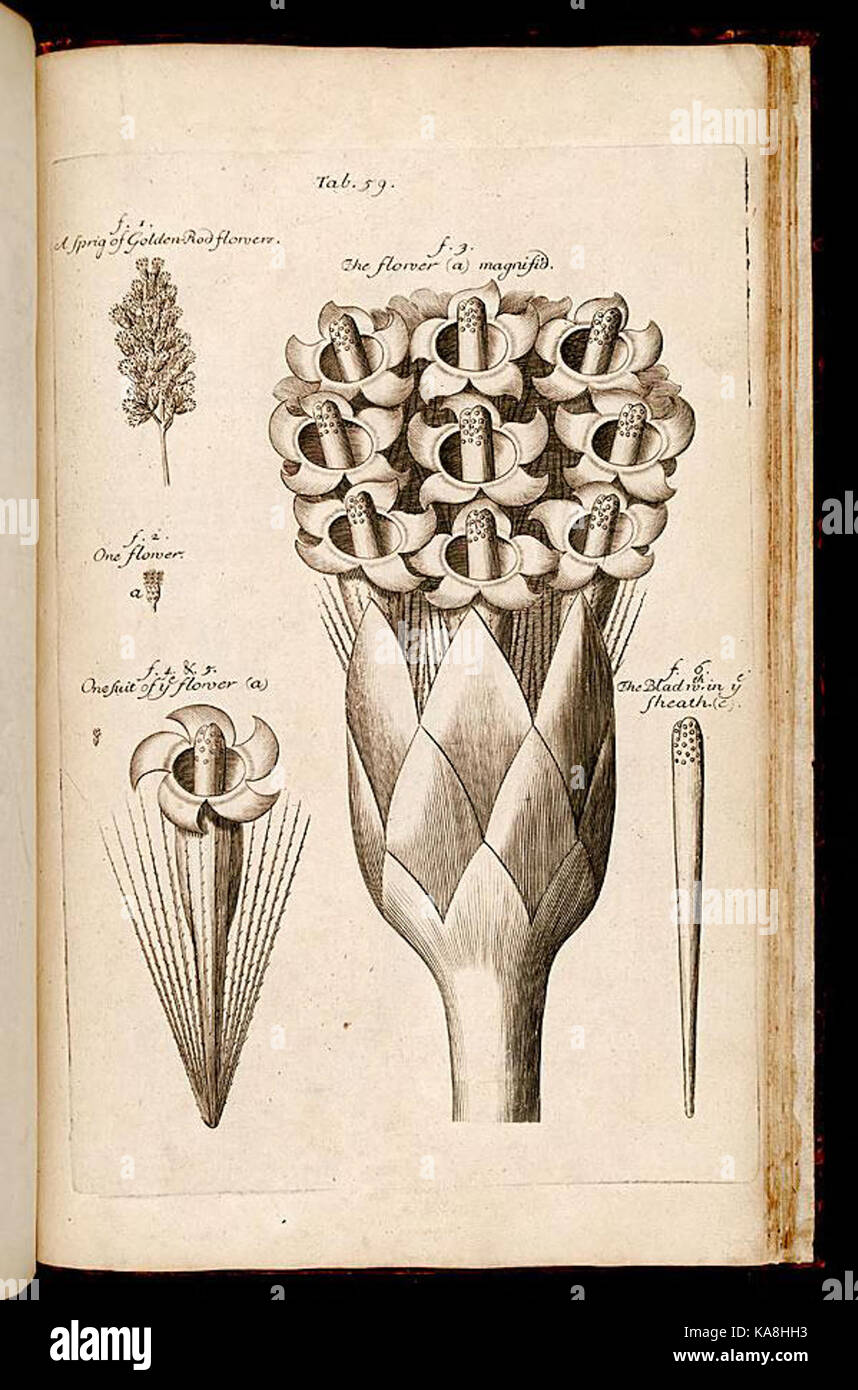 Die Anatomie der Pflanzen (Tab. 59) BHL 268211 Stockfotografie - Alamy