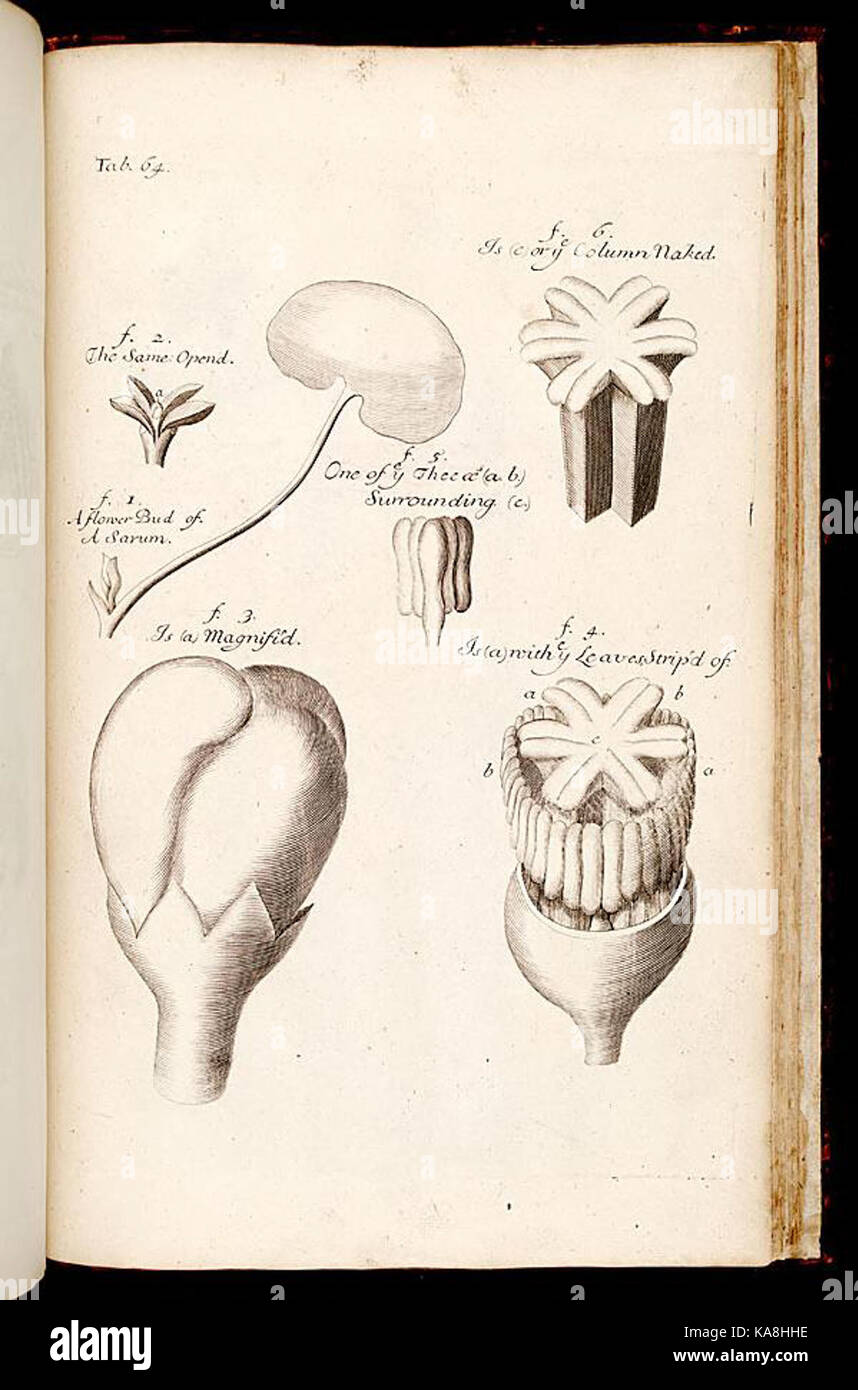 Die Anatomie der Pflanzen (Tab. 64) BHL 268221 Stockfotografie - Alamy