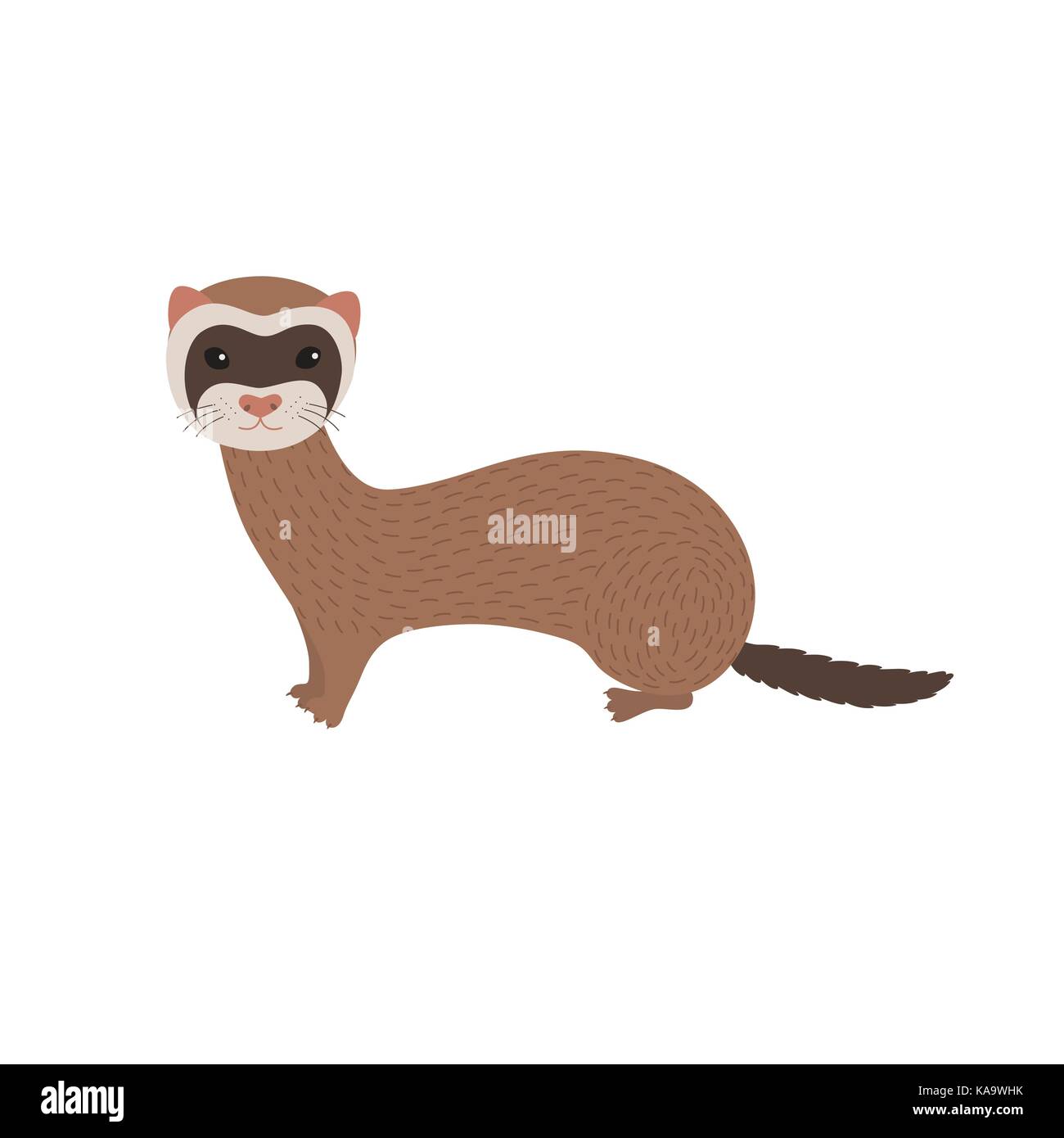 Vector Illustration von Frettchen. Lächelnd cartoon Charakter Stock ...