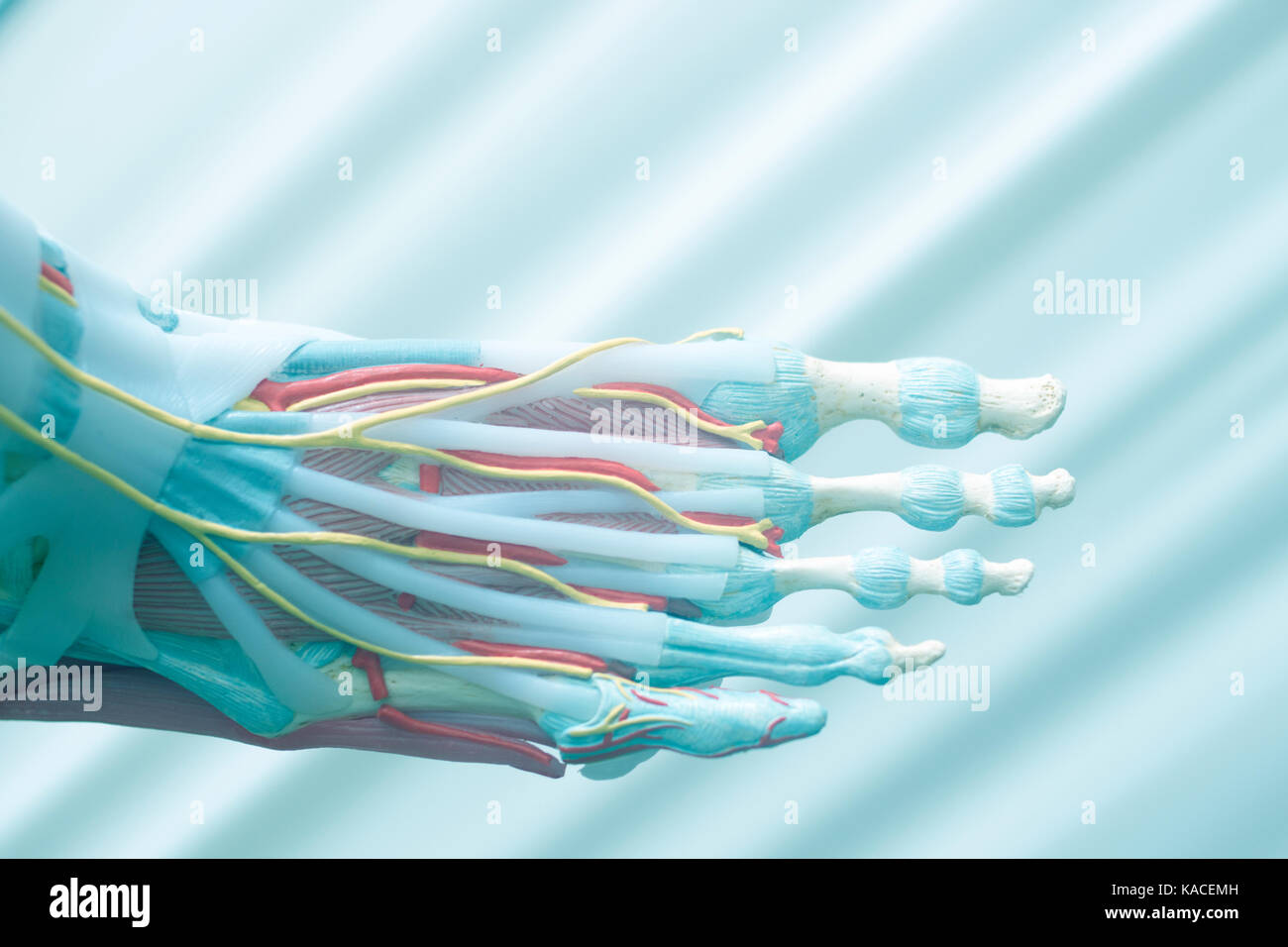 Fuß anatomie sehnen bänder -Fotos und -Bildmaterial in hoher Auflösung ...