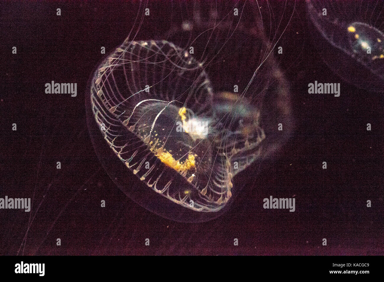 Crystal Qualle Aequorea Victoria ist eine biolumineszente Hydrozoan ...