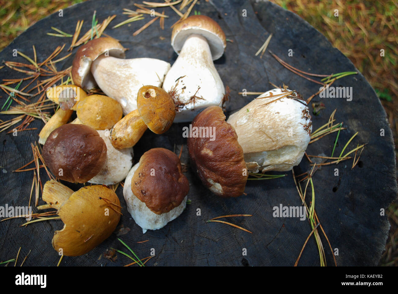 Boletus Edulis (Englisch: Penny bun, Cep, steinpilze) und Suillus ...