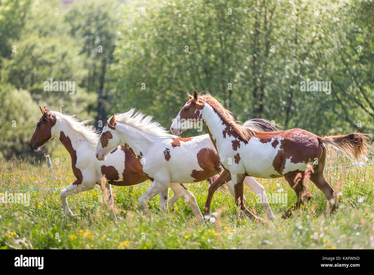 Galoppierender hengst auf einer wiese -Fotos und -Bildmaterial in hoher Auflösung – Alamy