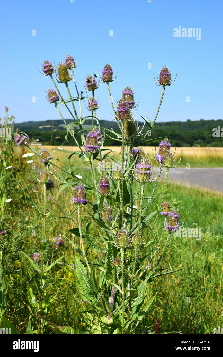 Wilde karde -Fotos und -Bildmaterial in hoher Auflösung – Alamy
