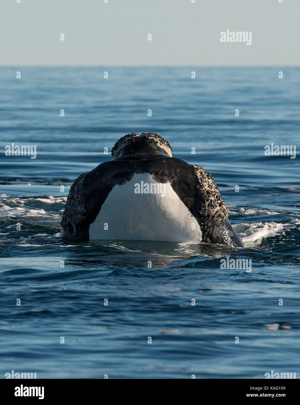 Snout of whale -Fotos und -Bildmaterial in hoher Auflösung – Alamy