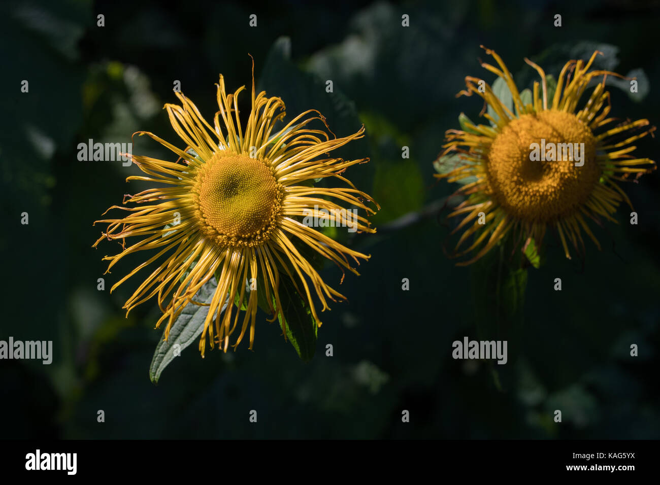Verwelkende pflanzen -Fotos und -Bildmaterial in hoher Auflösung – Alamy