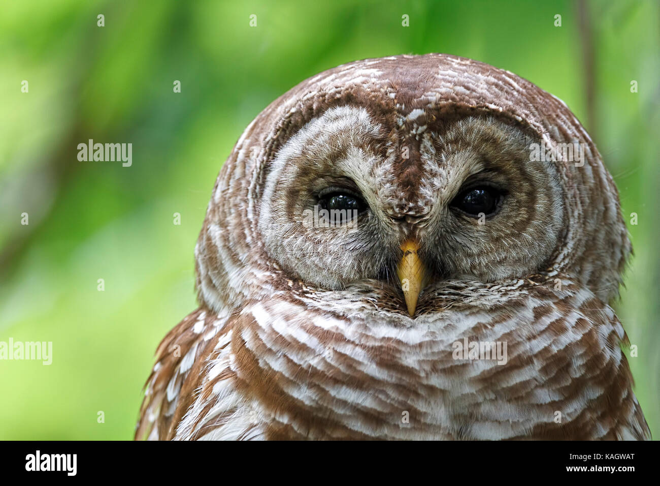 Nordamerikanischen eulen -Fotos und -Bildmaterial in hoher Auflösung – Alamy