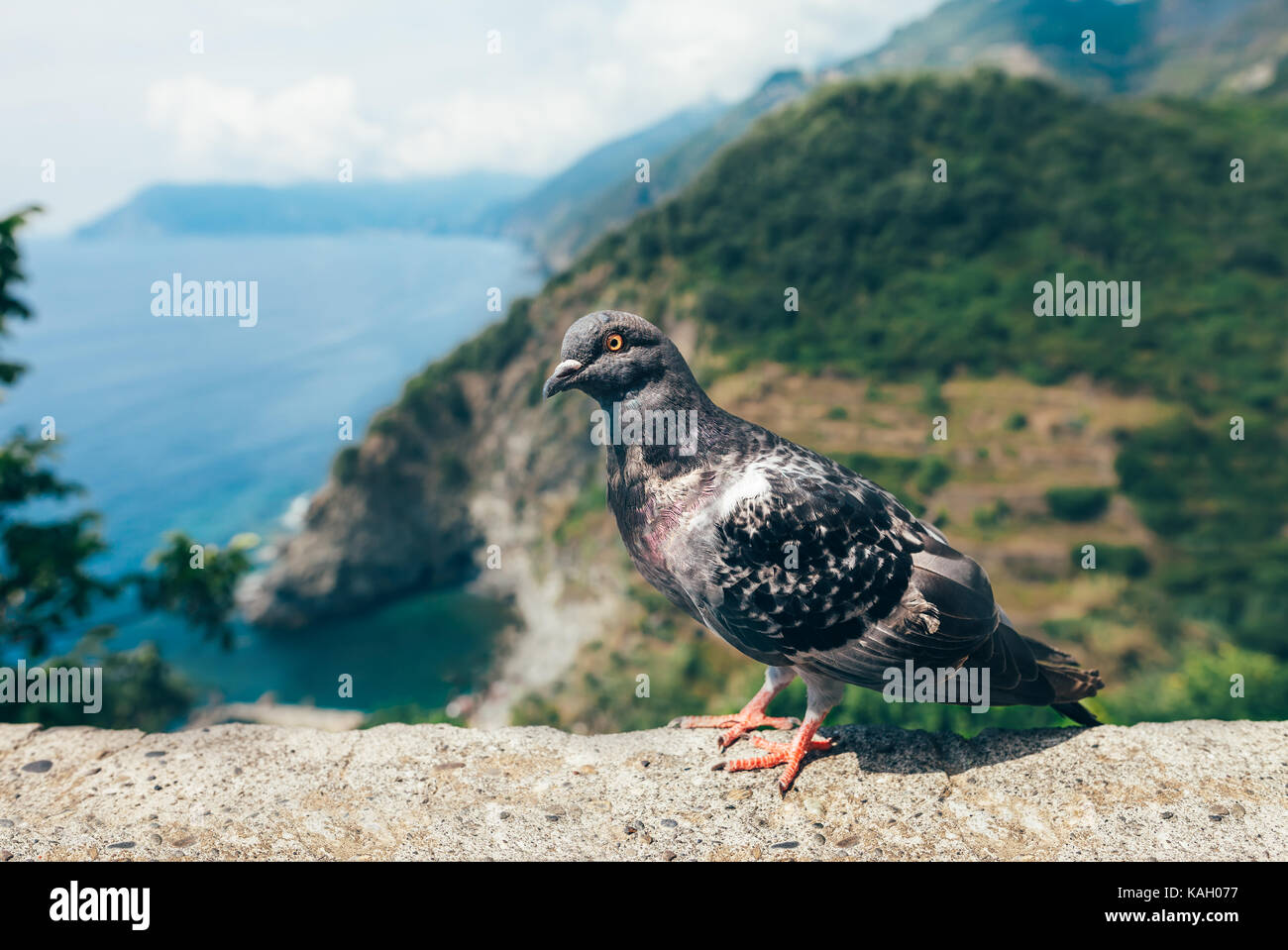 Lustige taube -Fotos und -Bildmaterial in hoher Auflösung – Alamy