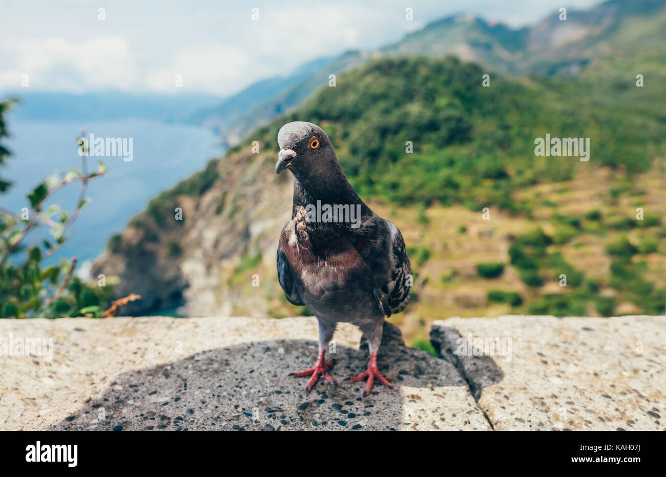 Lustige taube -Fotos und -Bildmaterial in hoher Auflösung – Alamy