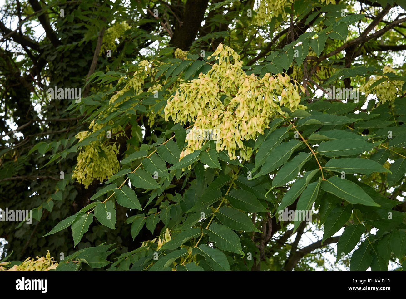 Fruits of tree of heaven -Fotos und -Bildmaterial in hoher Auflösung ...