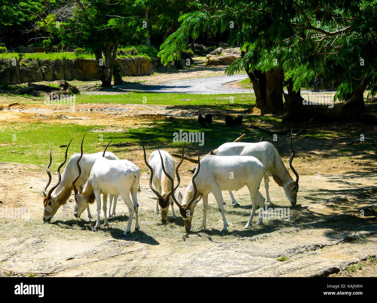 Oryx eating -Fotos und -Bildmaterial in hoher Auflösung – Alamy