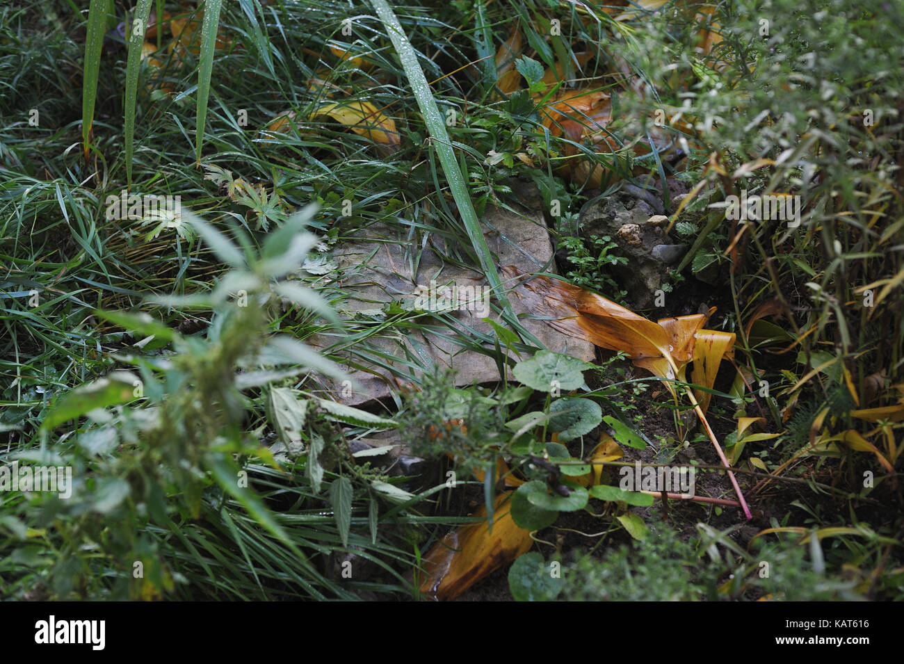 Pflanzen welken -Fotos und -Bildmaterial in hoher Auflösung – Alamy
